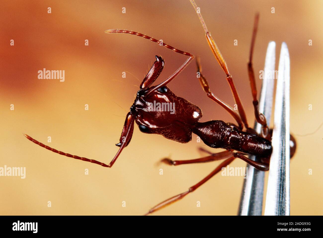 Ant research. Forceps holding an ant (Odontomachus mayi) from Guyana by ...