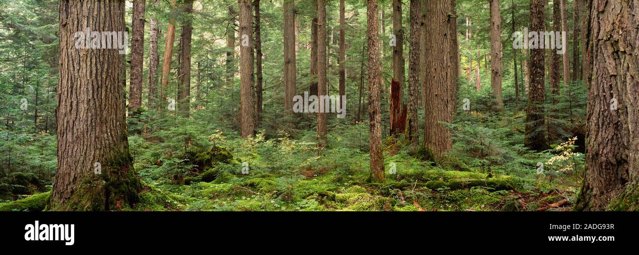 British forest trees hi-res stock photography and images - Alamy