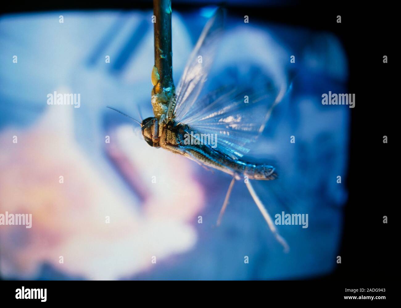 Object avoidance research. Flying locust (Locusta migratoria) viewing a ...