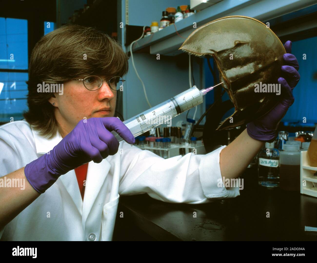 Horseshoe crab research. Researcher using a syringe to take blood from ...