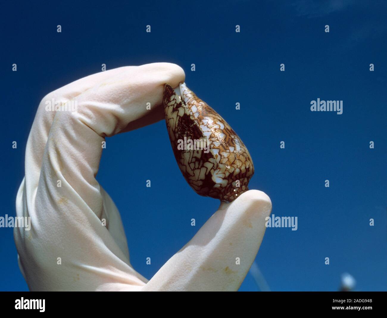 Cone shell research. Cone shell (Conus sp.) being held in a researcher ...