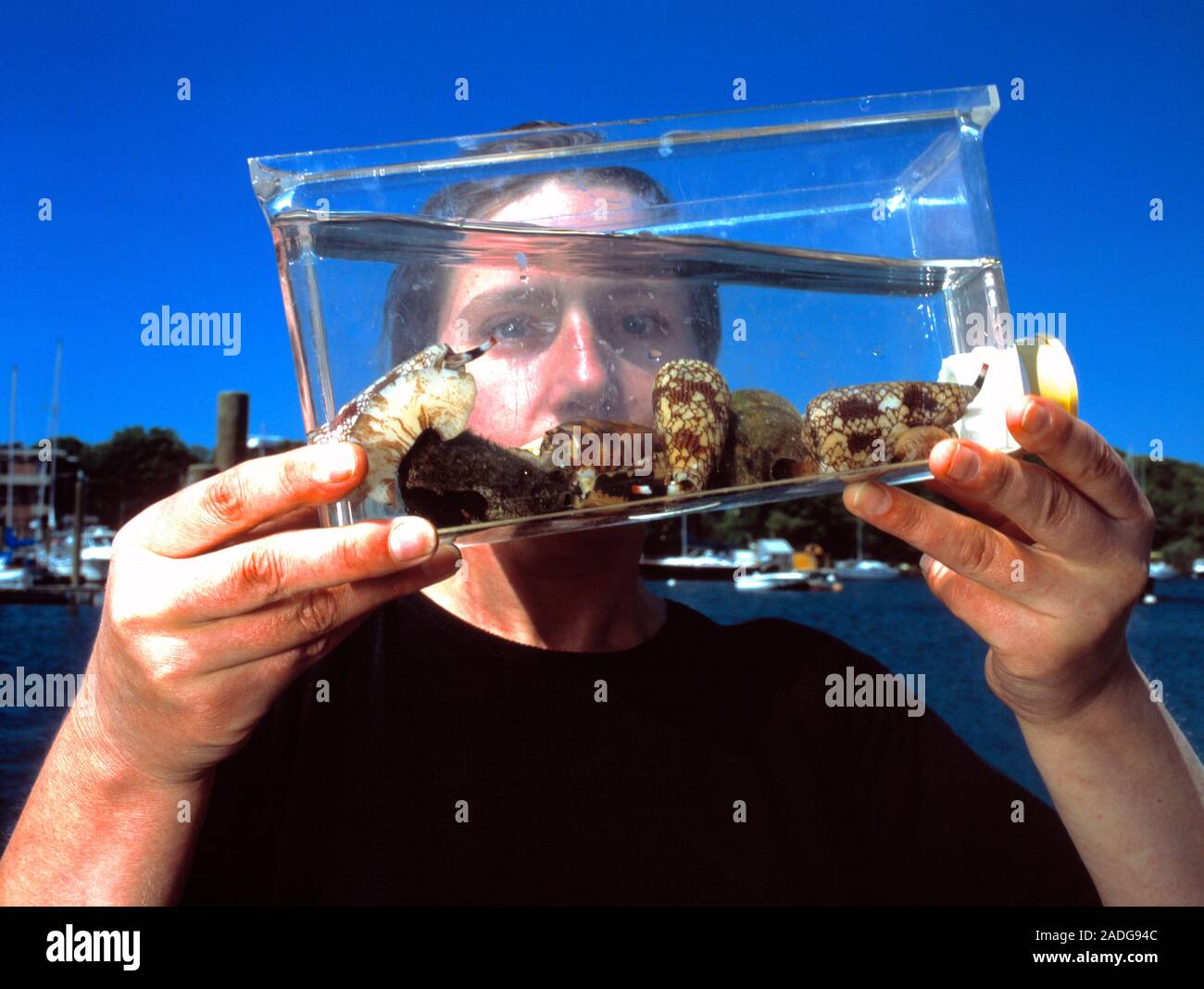 Cone shell research. Researcher Barbara Furie holding a tank of cone ...