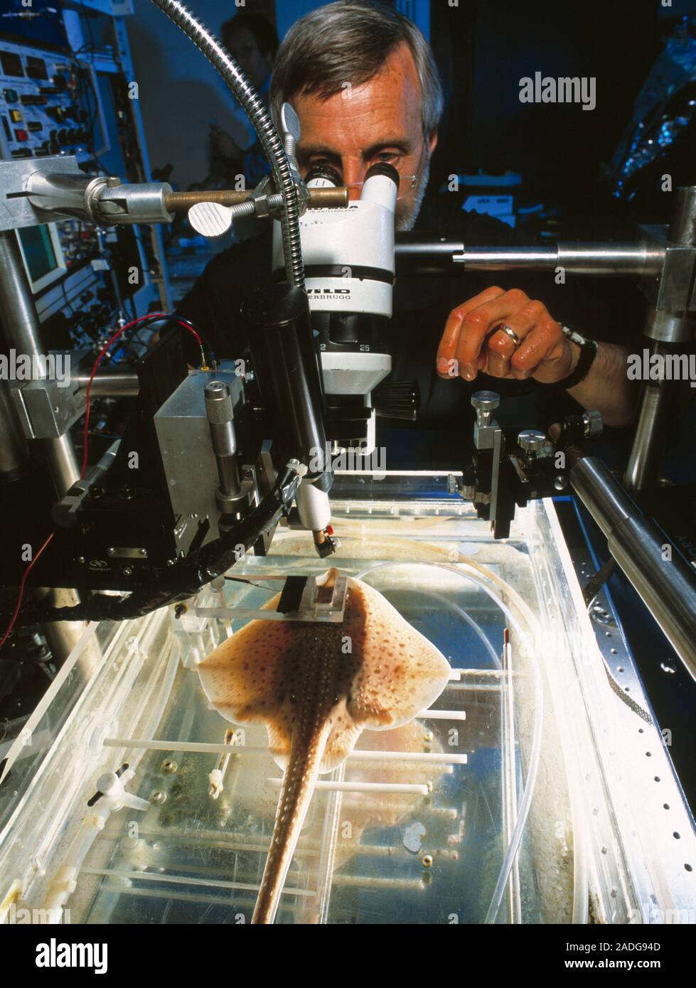 Skate research. Biologist studying the eye of a skate (Raja erinacea ...