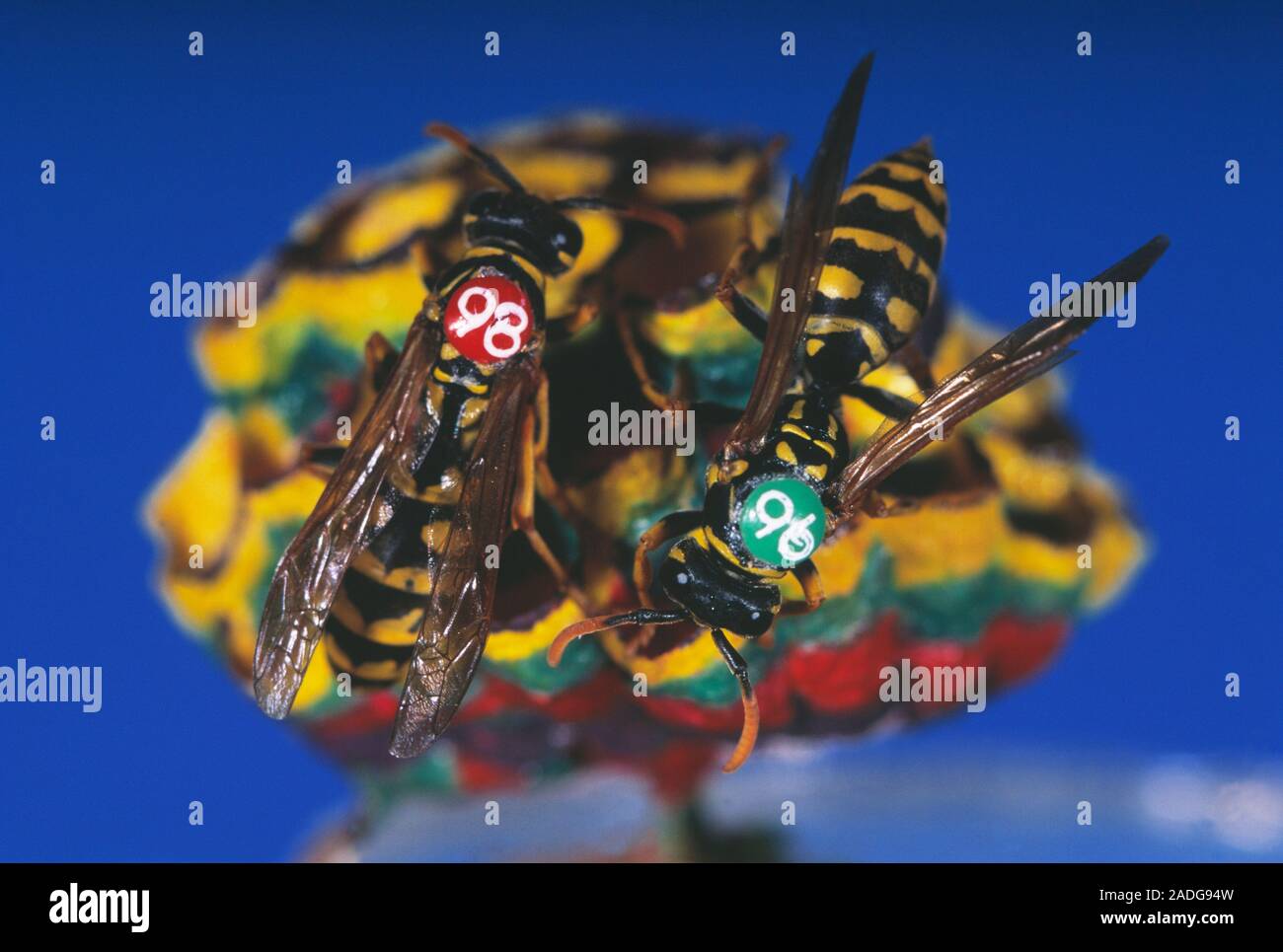 Wasp research. Numbered wasps building a nest with different coloured ...