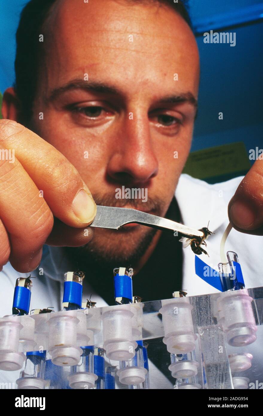 Bee experiment. Bees being prepared for experiments to investigate ...