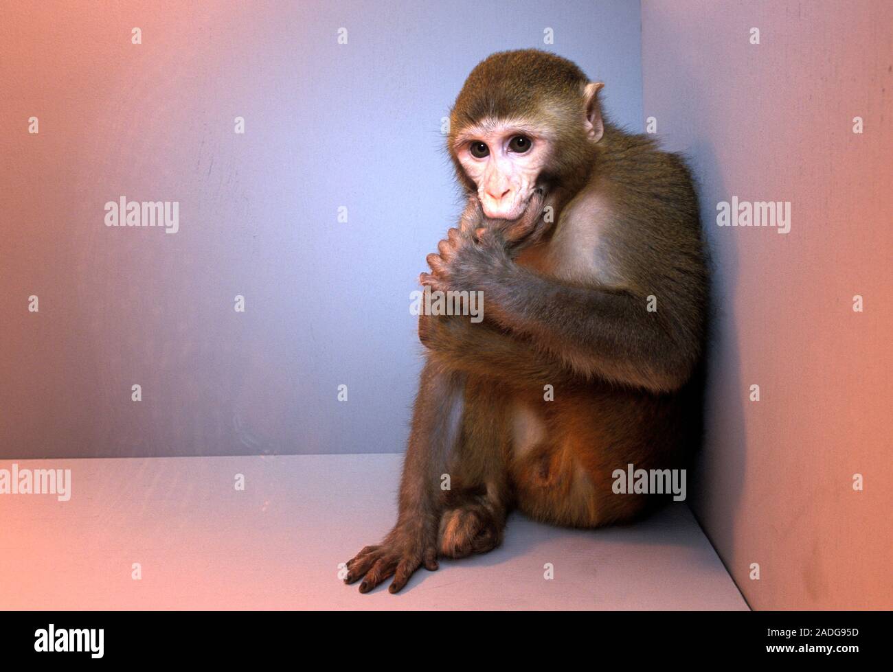Primate research animal. Adult rhesus monkey (Macaca mulatta) crouching ...