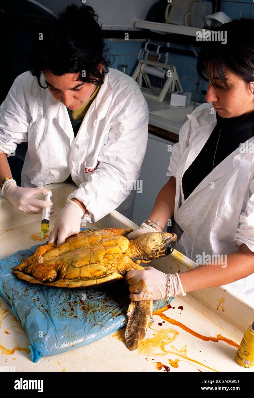 Turtle treatment. Marine biologists treating the injuries of a small ...