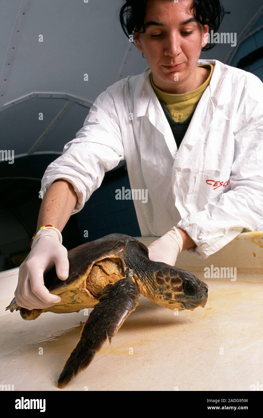 Turtle research. Marine biologist holding a small loggerhead turtle (Caretta caretta). The ...