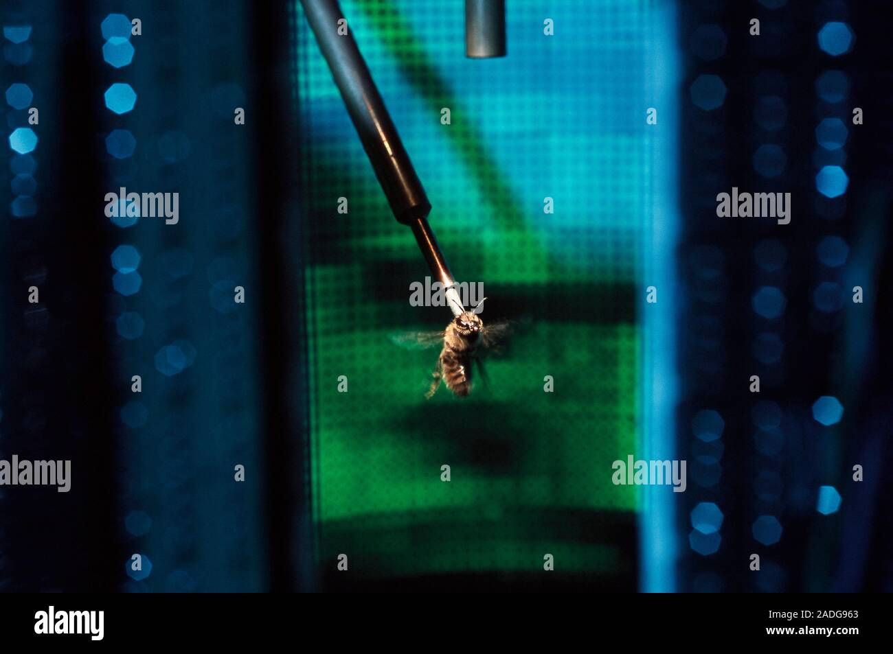 Bee flight simulator. Honeybee (Apis mellifera) tethered in a flight ...