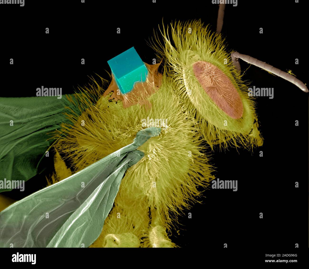 Transmitter on bee. Coloured scanning electron micrograph (SEM) of a ...