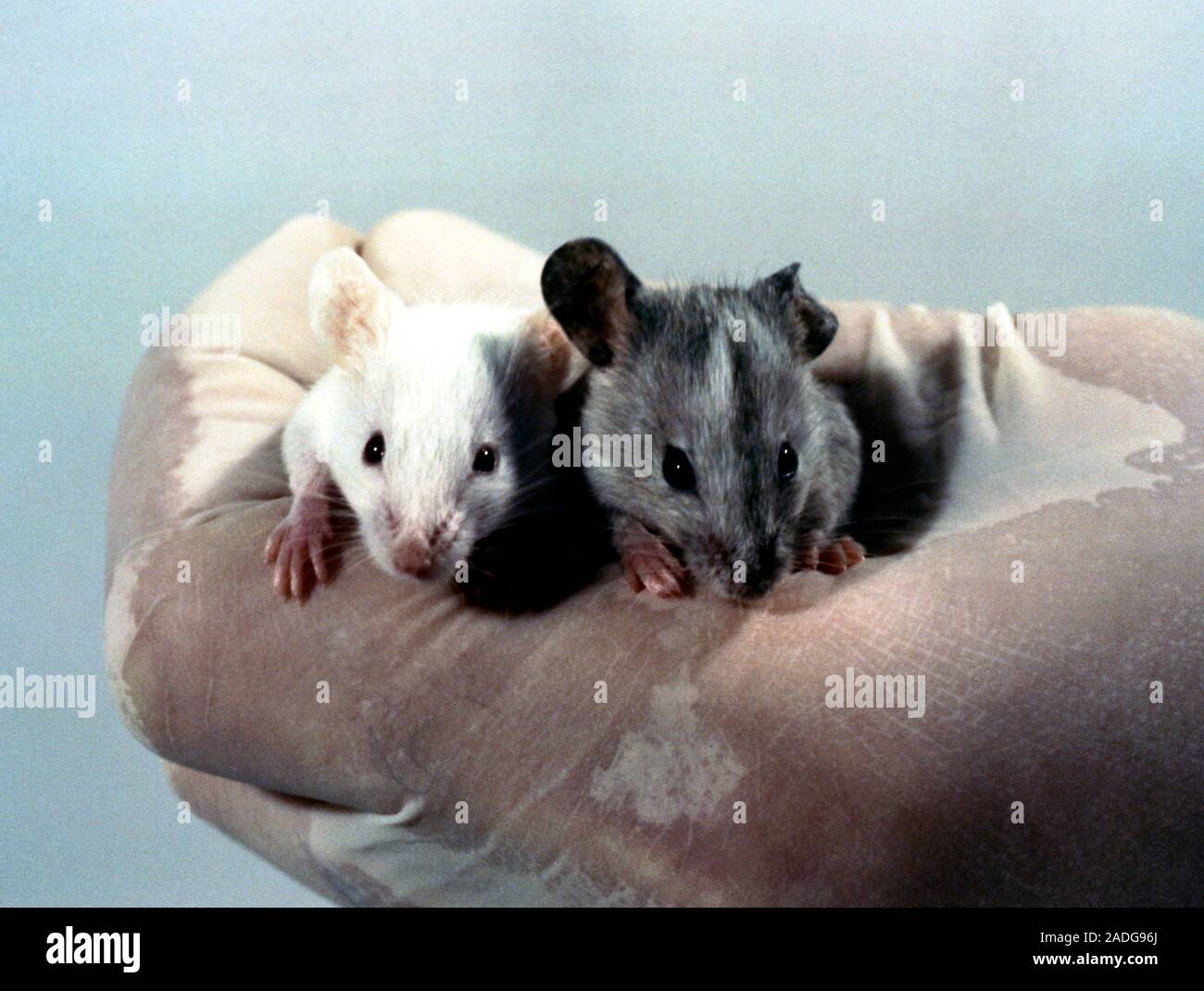 Mutant mice. Hand holding a grey and a white mouse. The grey mouse has ...