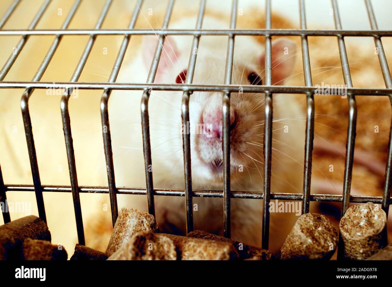 Laboratory rat. Sprague-Dawley rat (Rattus norvegicus) inside a cage ...