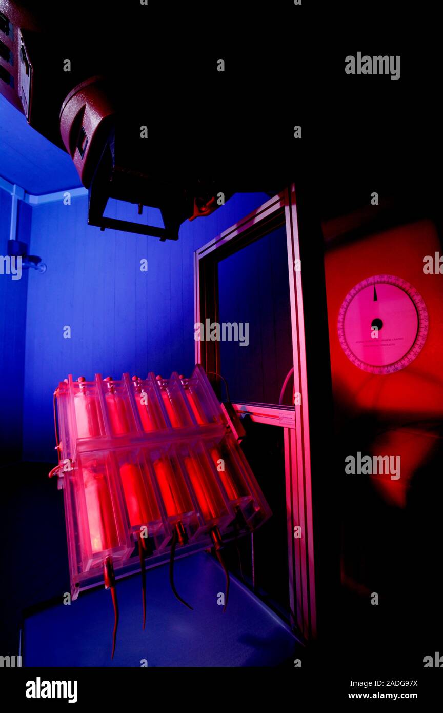 Rats exposed to gamma radiation. Rats being exposed to low-level gamma ...