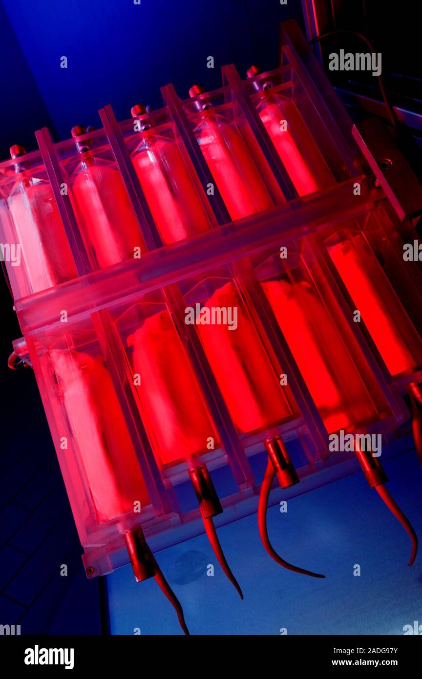 Rats exposed to gamma radiation. Rats being exposed to low-level gamma ...