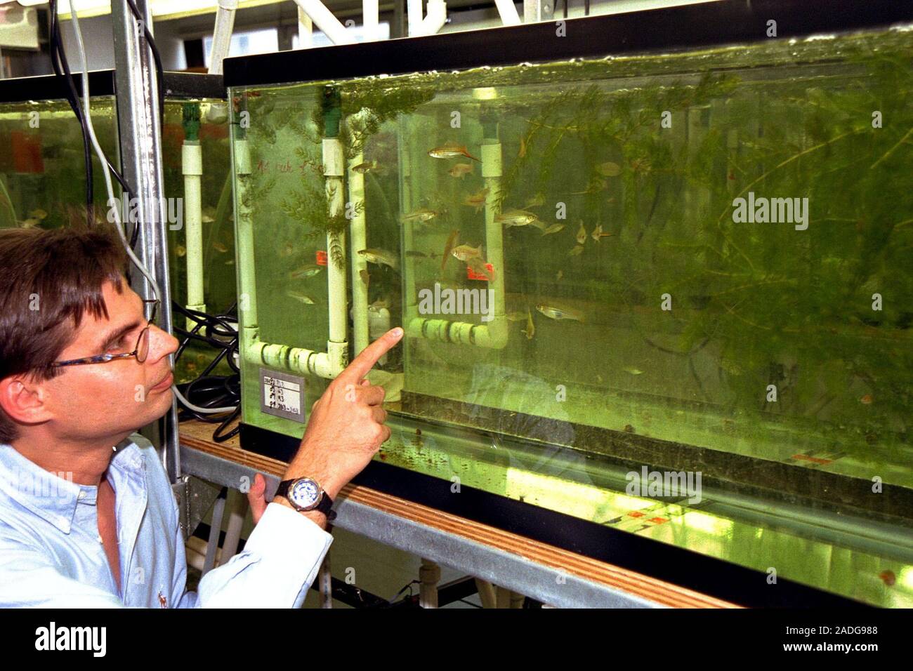 Swordtail fish. A scientist points to Swordtail fish (Xiphophorus ...