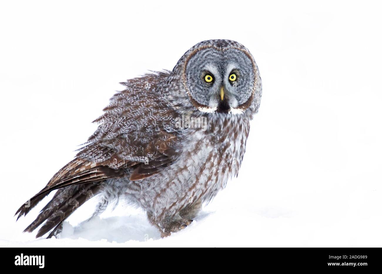 Great grey owl sitting in an open snowy field in winter in Canada Stock ...