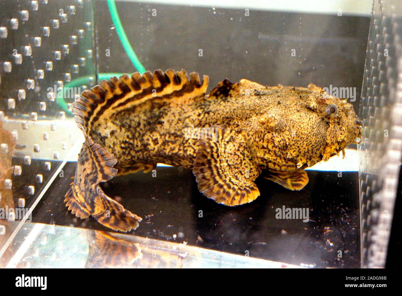Oyster toadfish. An oyster toadfish (Opsanus tau) in a tank prior to ...