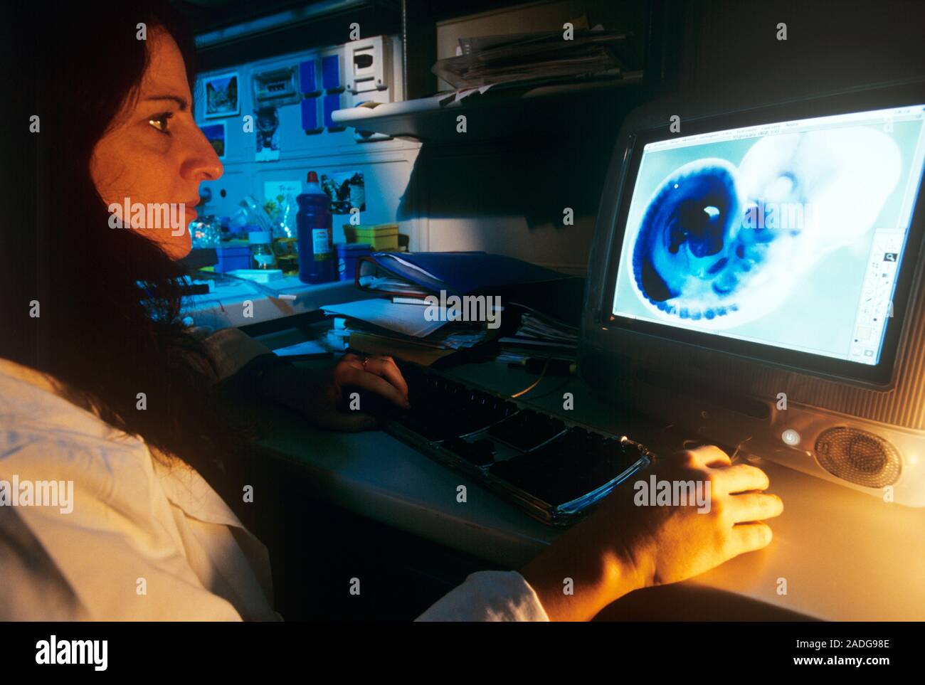 Mouse embryo research. Researcher studying a light micrograph of a ...