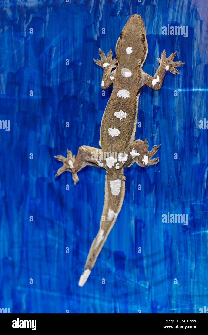 Gecko locomotion study. Gecko (family Gekkonidae) climbing a non-stick ...