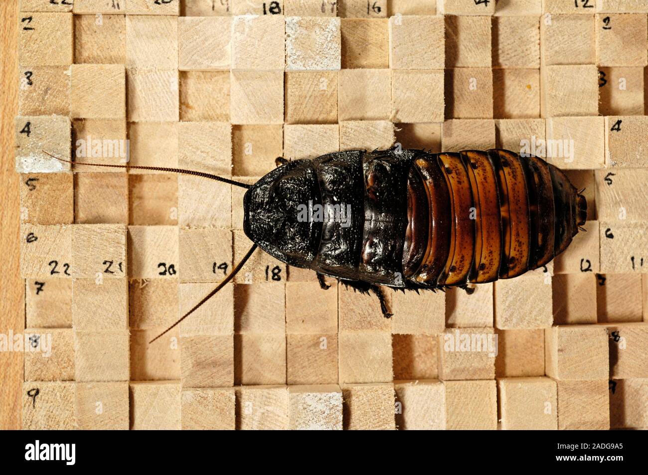 Cockroach locomotion research. Madagascan giant hissing cockroach ...
