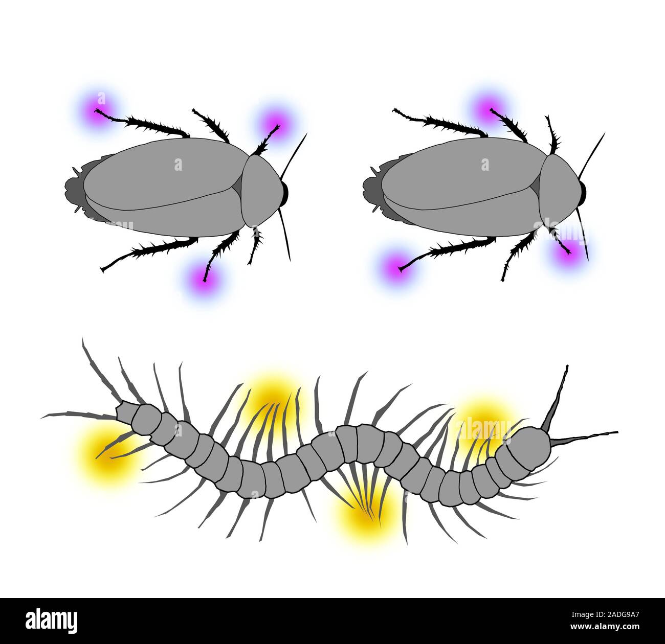 Arthropod locomotion. Artwork of a cockroach (top) and centipede ...