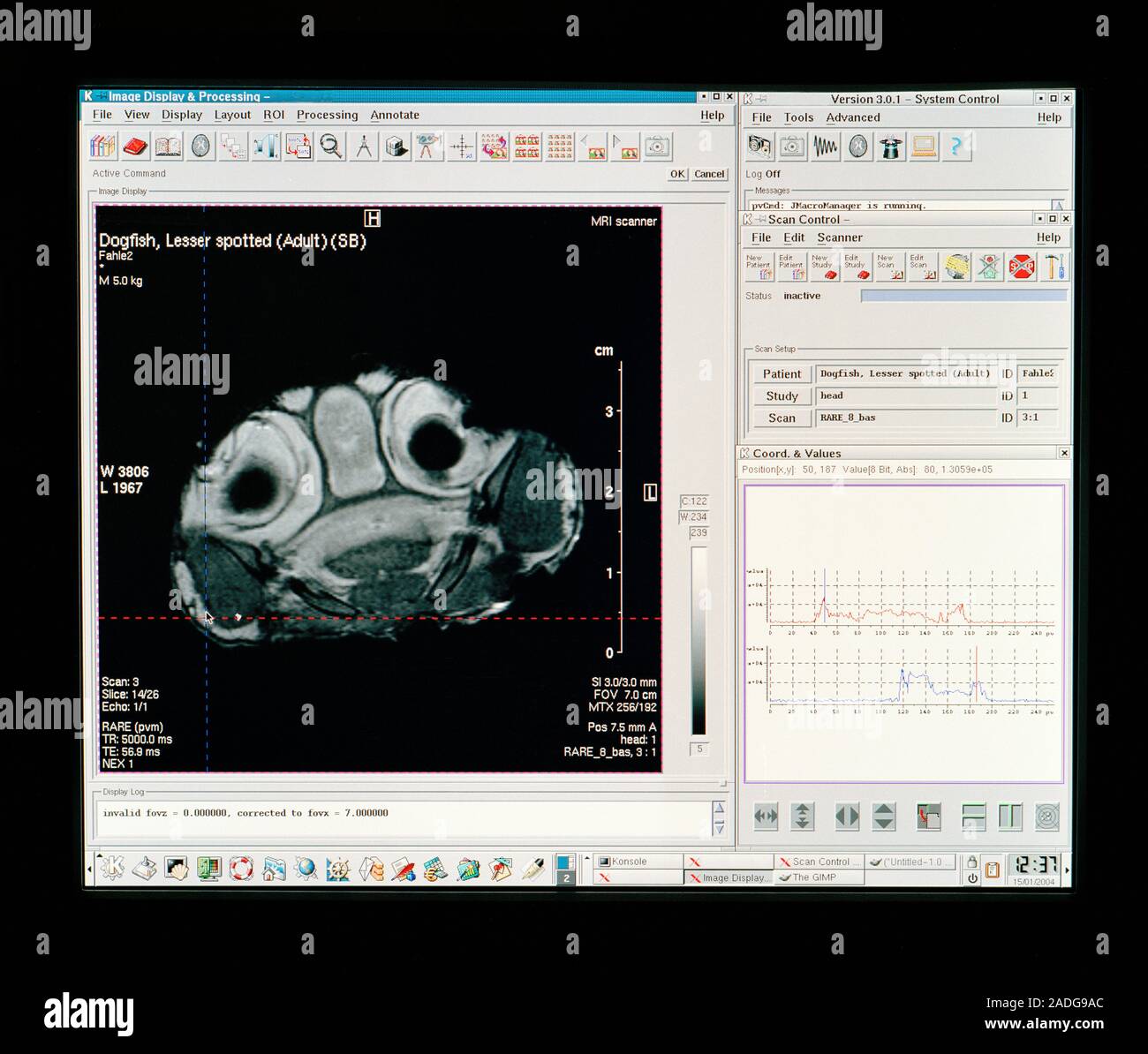 Dogfish jaw. Screenshot of a magnetic resonance imaging (MRI) scan of a ...