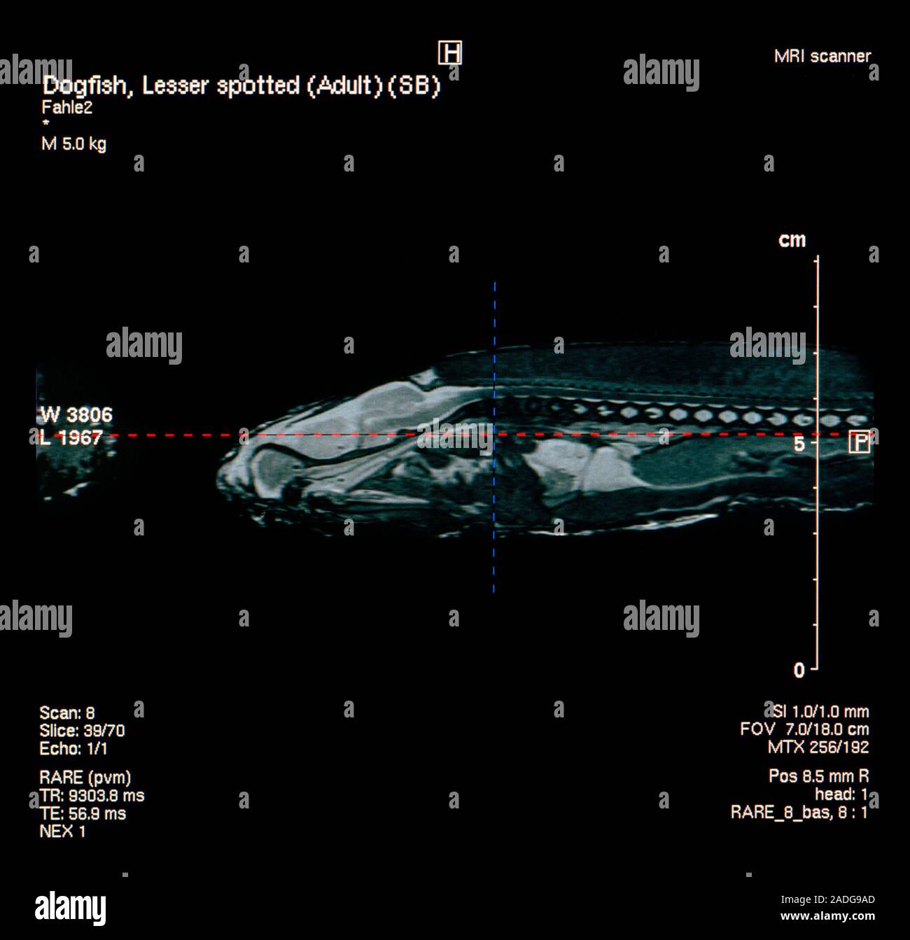Dogfish jaw. Magnetic resonance imaging (MRI) scan of a longitudinal ...