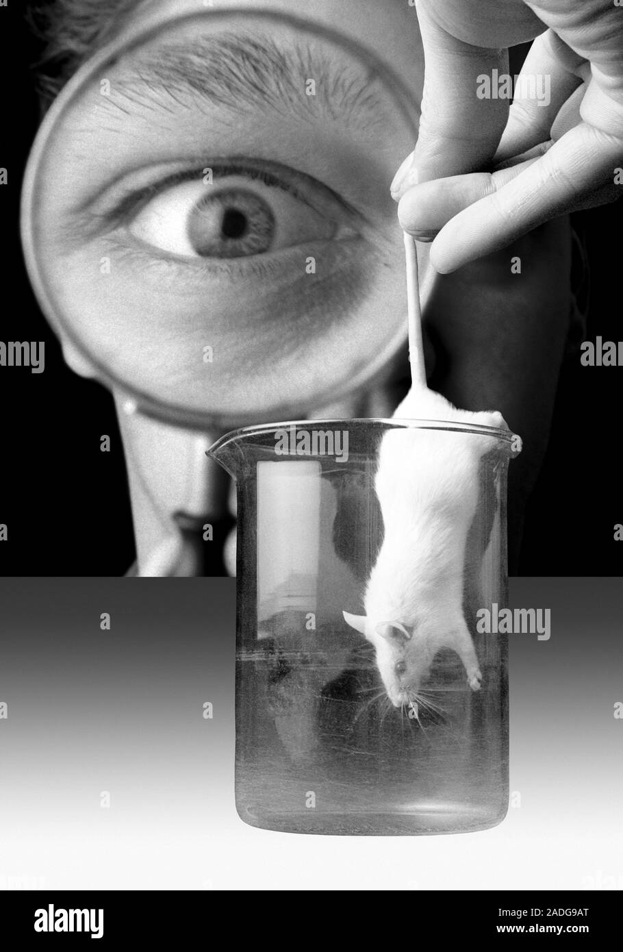 MODEL RELEASED. Vivisection. Conceptual, composite image of a man ...