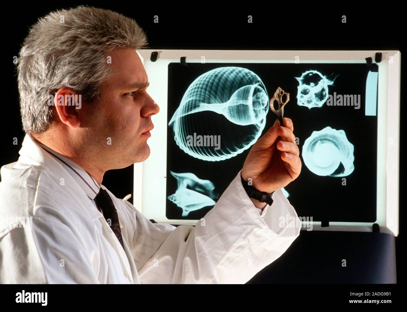 Mollusc shell and X-rays. Researcher studying an empty mollusc shell ...