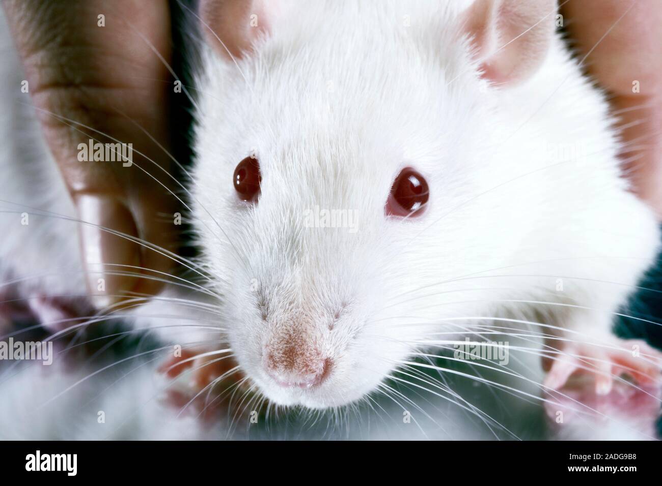 Laboratory rat. Researcher holding an albino brown rat (Rattus ...