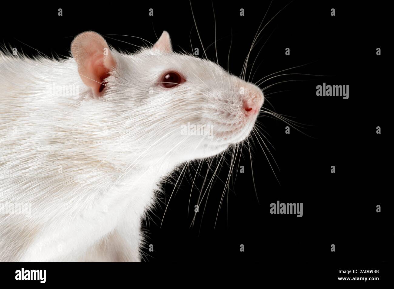 Laboratory rat. Albino brown rat (Rattus norvegicus). This breed of rat ...