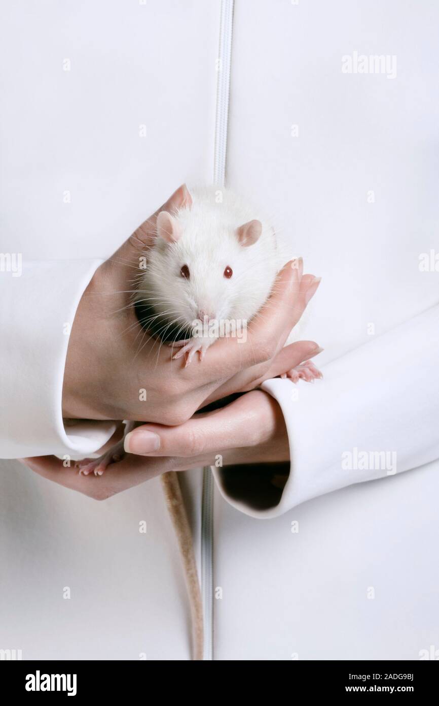 Laboratory rat. Researcher holding an albino brown rat (Rattus ...