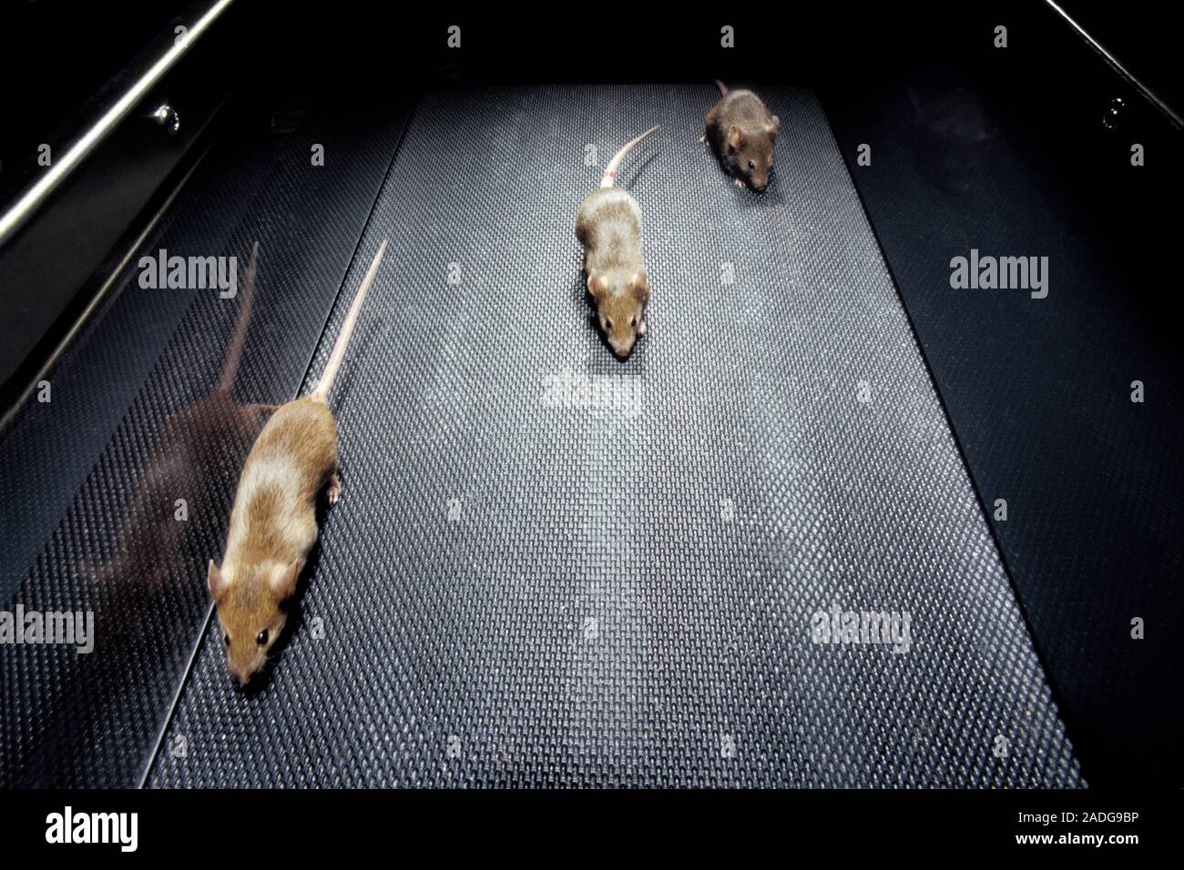 Gene therapy research on mice. These mice are mammalian models for the ...