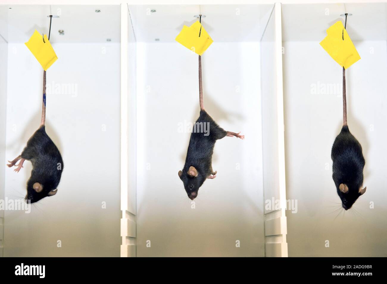 Depression research. Mice hanging by their tails from sensors during ...