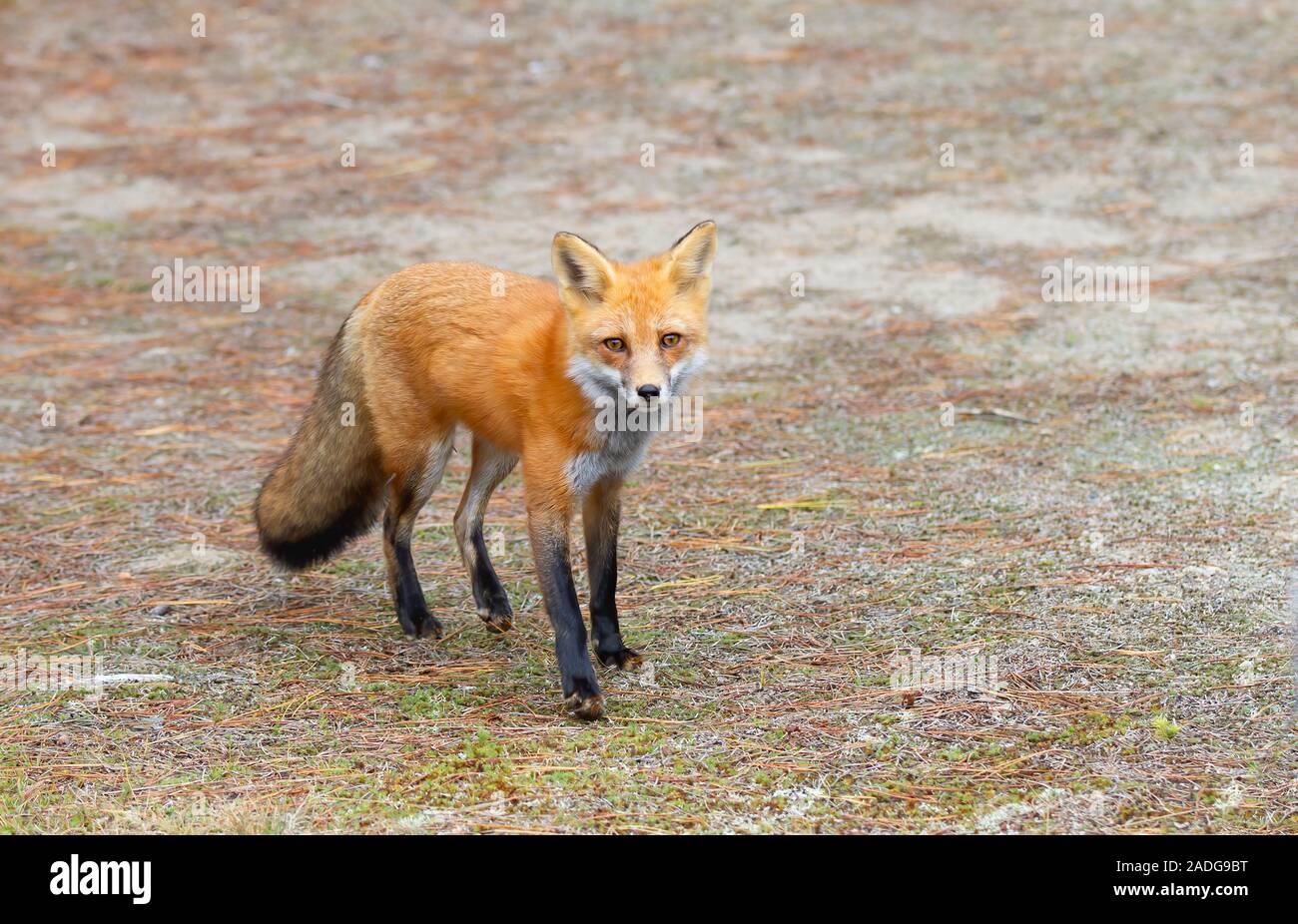 Red fox (Vulpes vulpes) in pine tree forest with a bushy tail walking ...