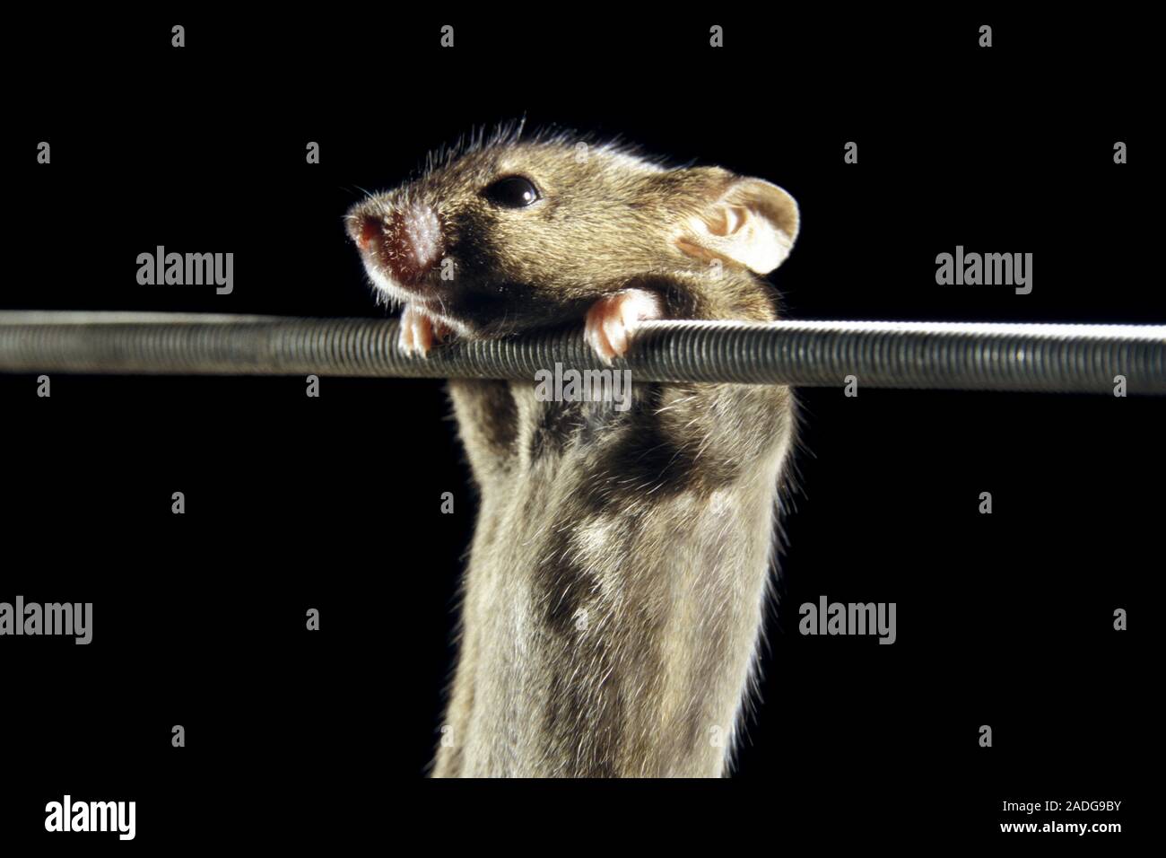 Gene therapy research on mice. This mouse is a mammalian model for the ...