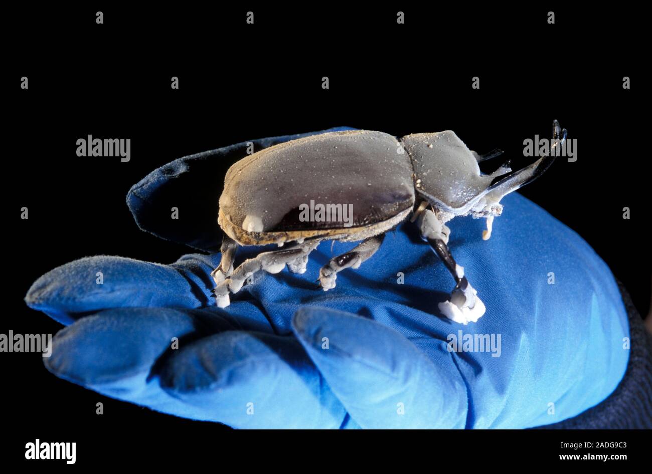 Drug research using insects. Researcher holding an elephant beetle ...