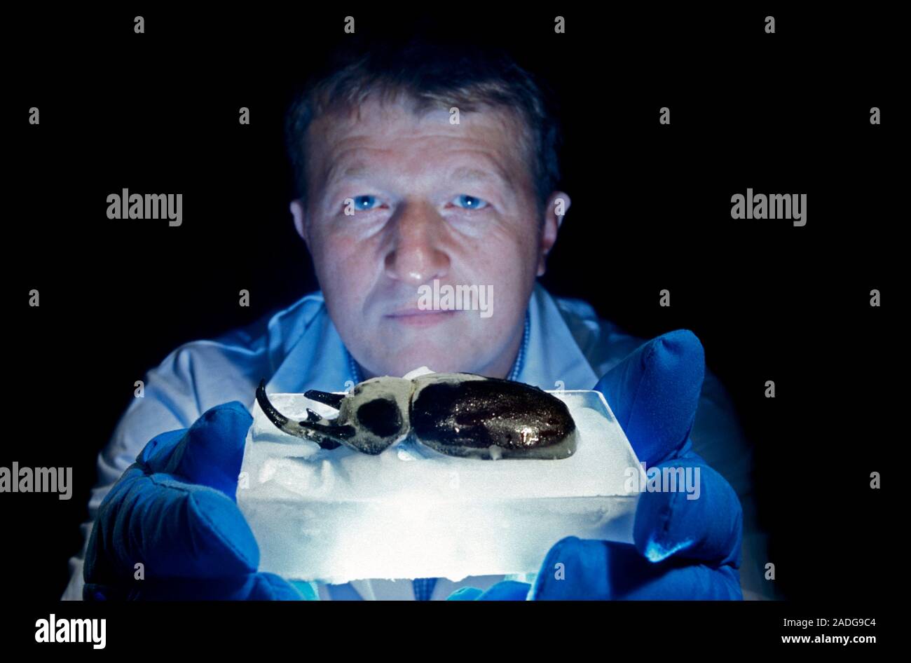 Drug research using insects. Researcher holding an elephant beetle ...