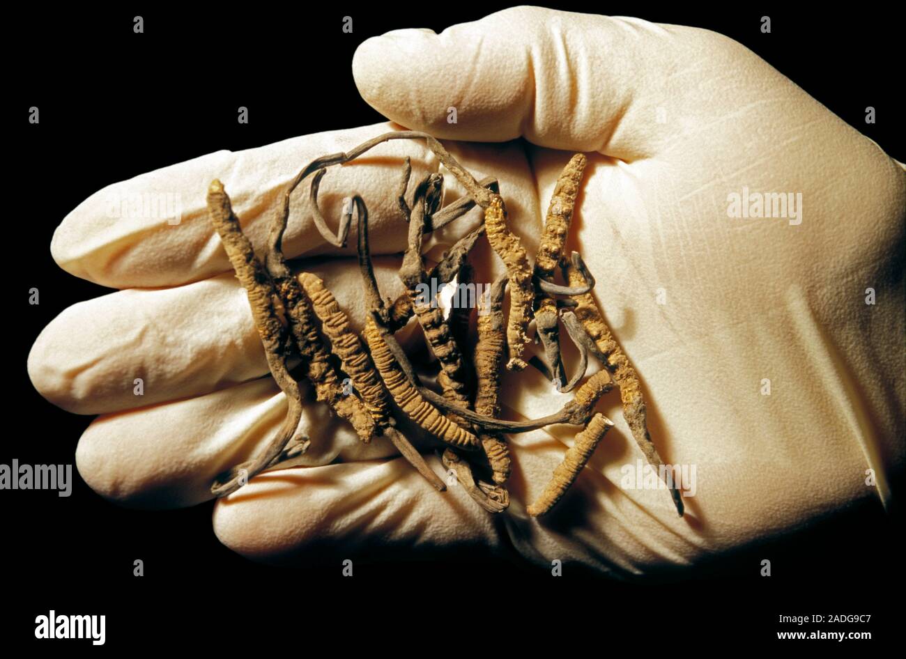 Drug research using insects. Researcher holding the remains of ghost ...