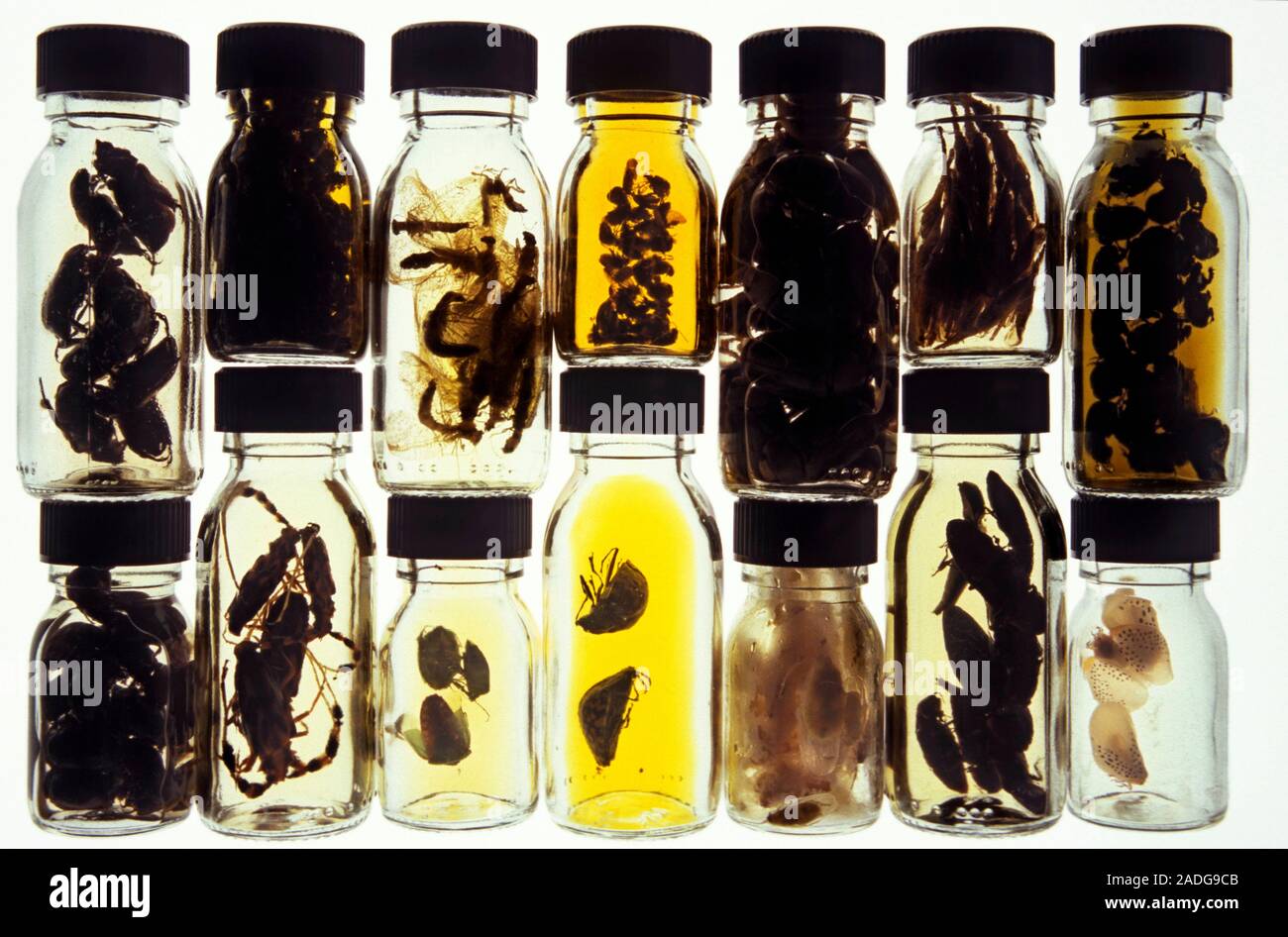 Drug research using insects. Insects in jars of preserving liquid ...