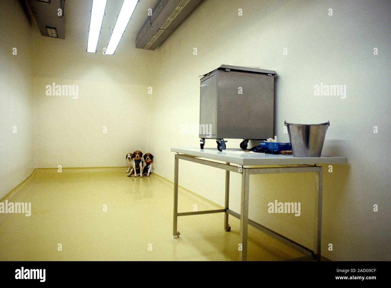 Laboratory dogs (Canis lupus familiaris). Young beagles being used in ...
