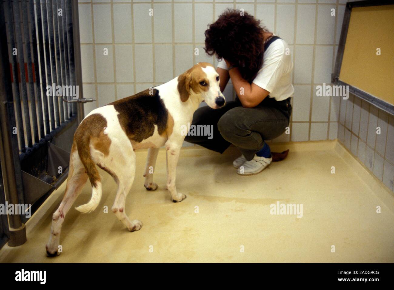 Laboratory dog (Canis lupus familiaris). Woman with a young beagle that ...