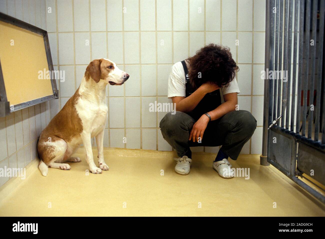 Laboratory dog (Canis lupus familiaris). Woman with a young beagle that ...