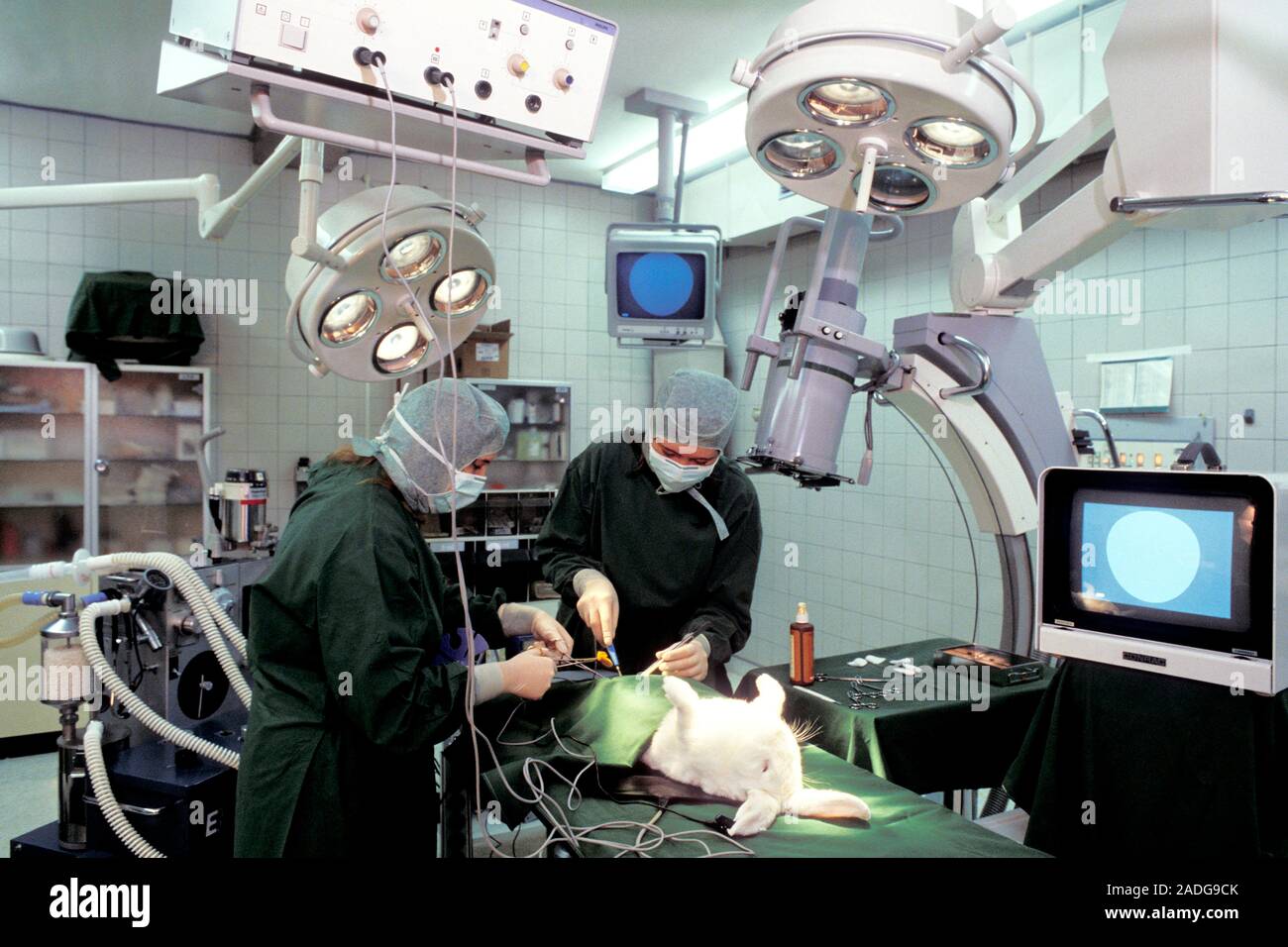 Laboratory rabbit (Oryctolagus cuniculus) in surgery research. Vet ...