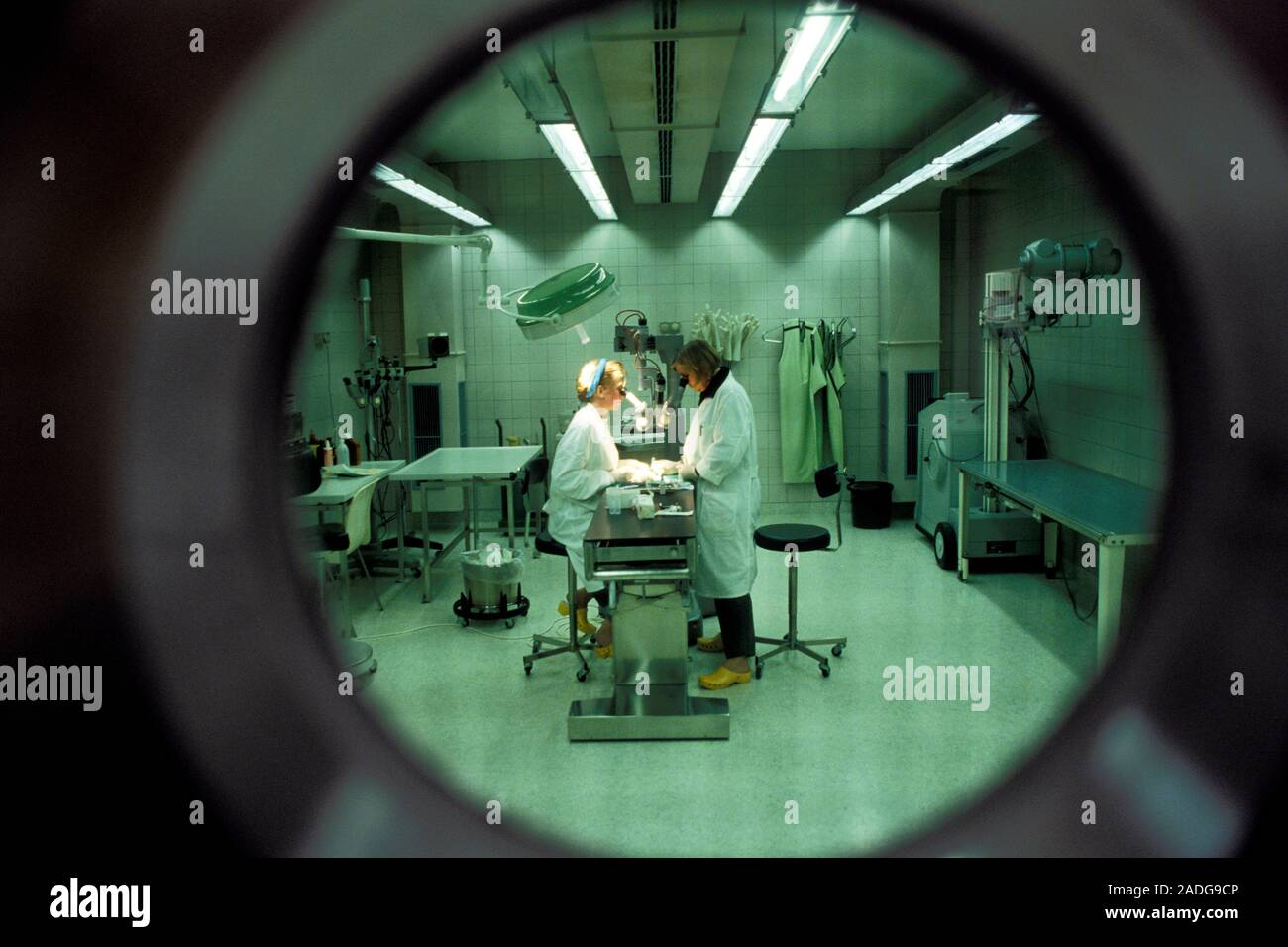 Surgery on a laboratory rat (Rattus norvegicus). Vet surgeons ...