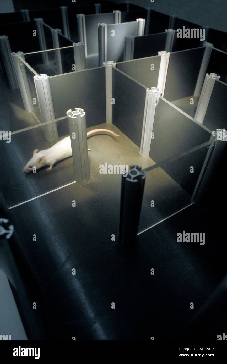 Testing a laboratory rat (Rattus norvegicus). Rat being used in a maze ...