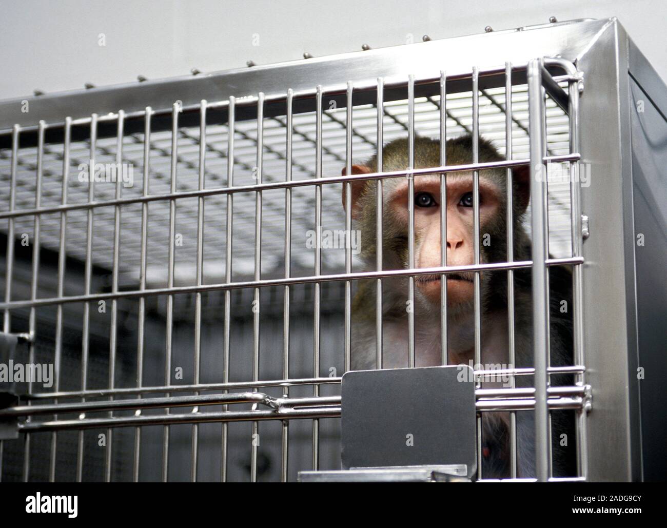 Laboratory monkey. Macaque (Macaca sp.) in a cage inside an animal ...