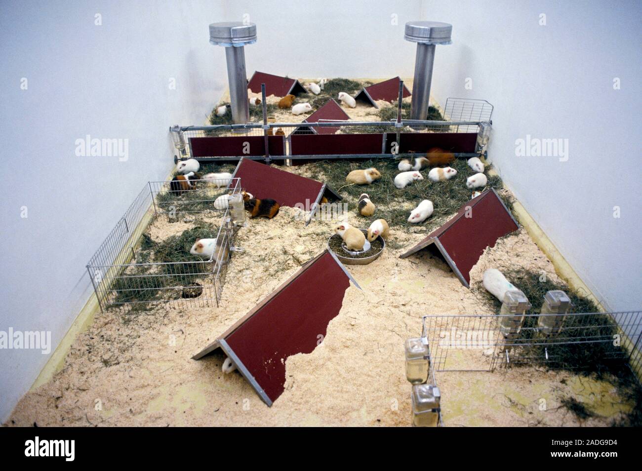 Laboratory guinea pigs (Cavia porcellus). Photographed at the Zentralen ...