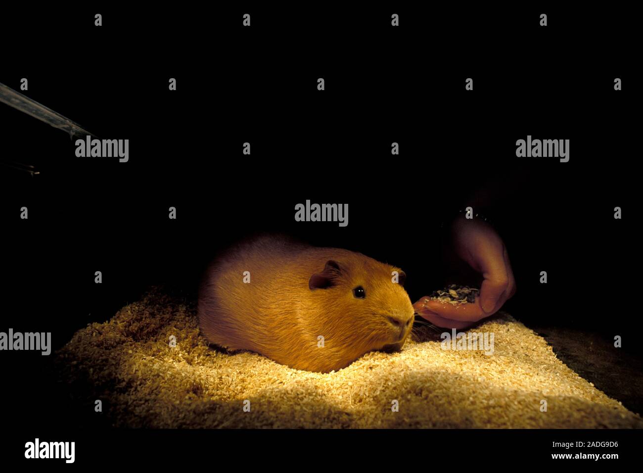 Laboratory guinea pig (Cavia porcellus) being offered a handful of food ...