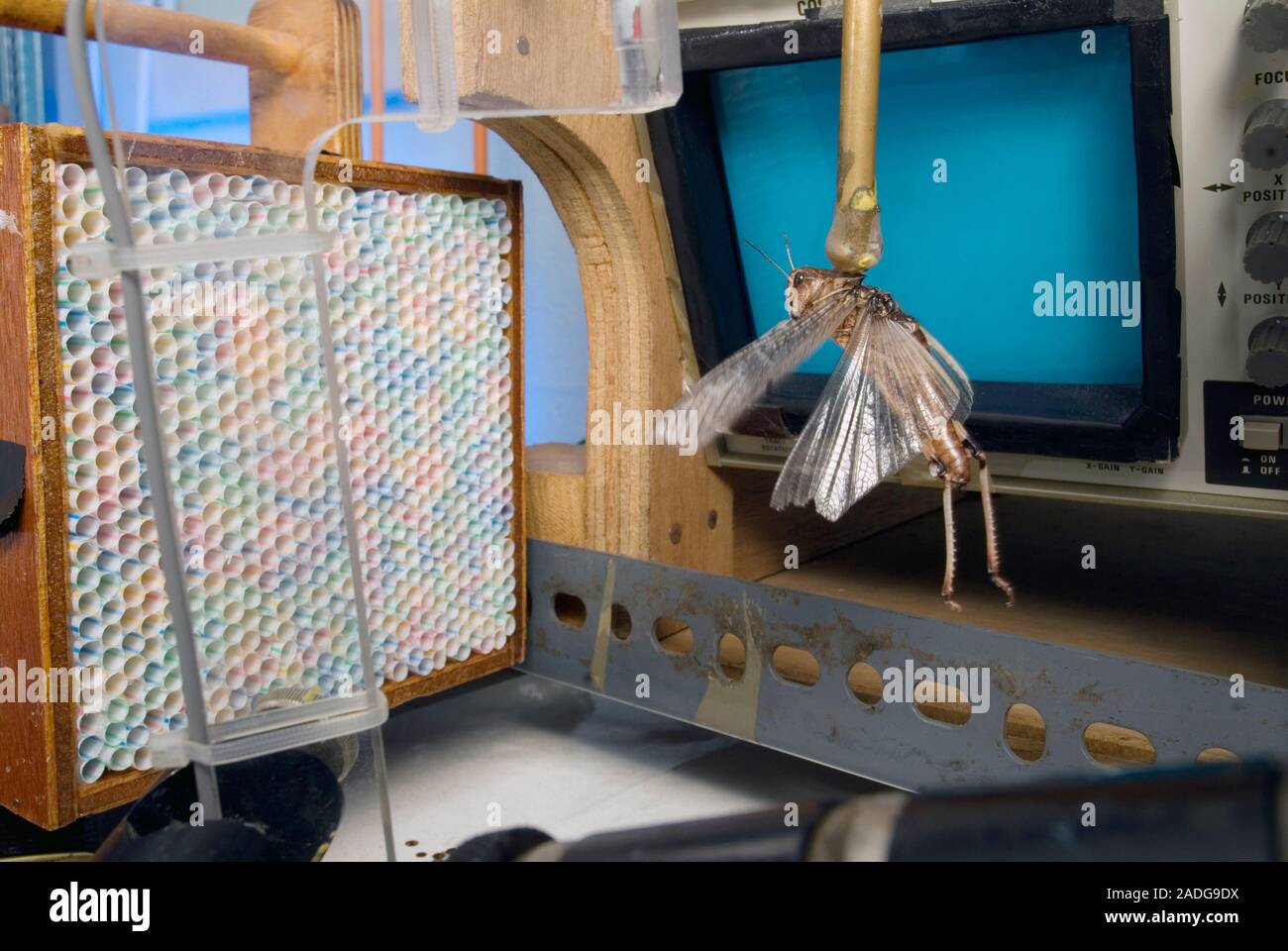 Locust vision research. Migratory locust (Locusta migratoria ...